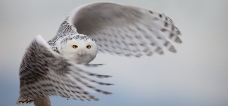 We Are Owls - University of Maine at Presque Isle